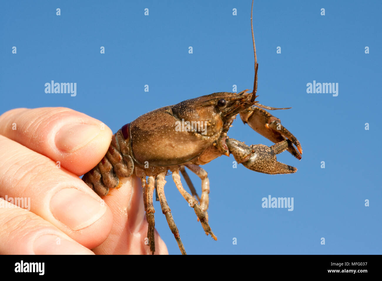 North american crayfish hi-res stock photography and images - Alamy