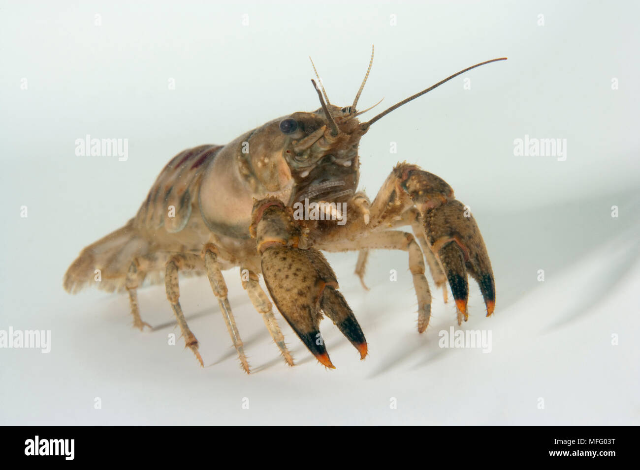 North american crayfish hi-res stock photography and images - Alamy
