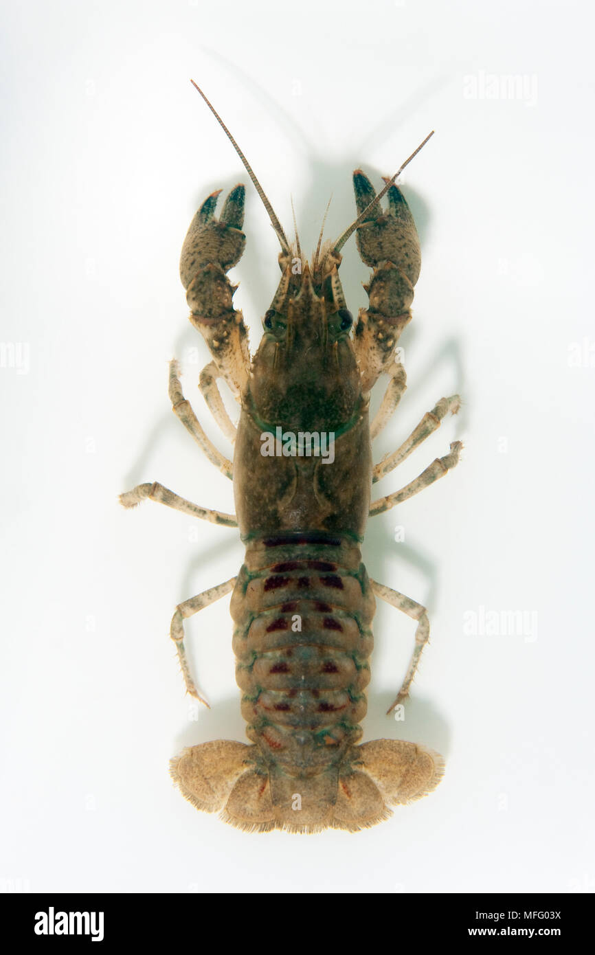 North american crayfish hi-res stock photography and images - Alamy