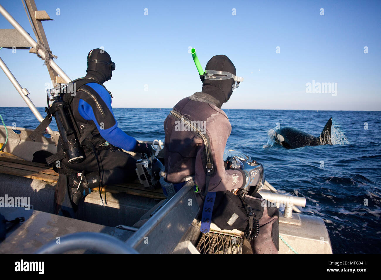 Scuba diver whale hi-res stock photography and images - Alamy