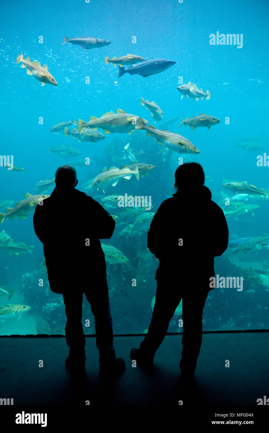 People watching Atlantic cod, Gadus morhua inside the Atlantic ocean ...
