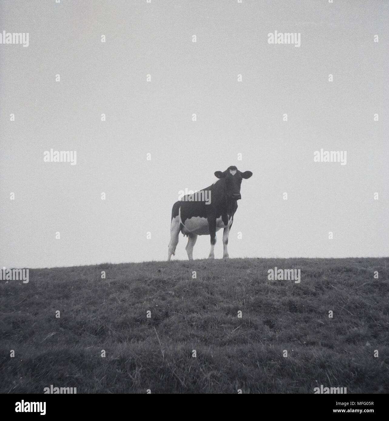 1960s, a picture of a cow standing alone in a field Stock Photo - Alamy