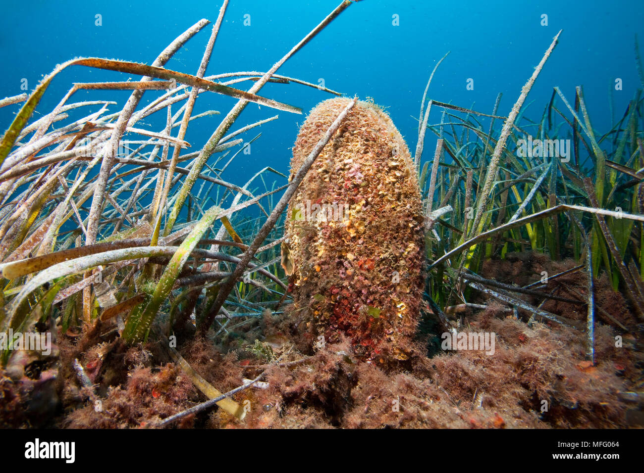 Pen shell, Pinna Nobilis and seagrass Meadows, Posidonia Oceanica ...