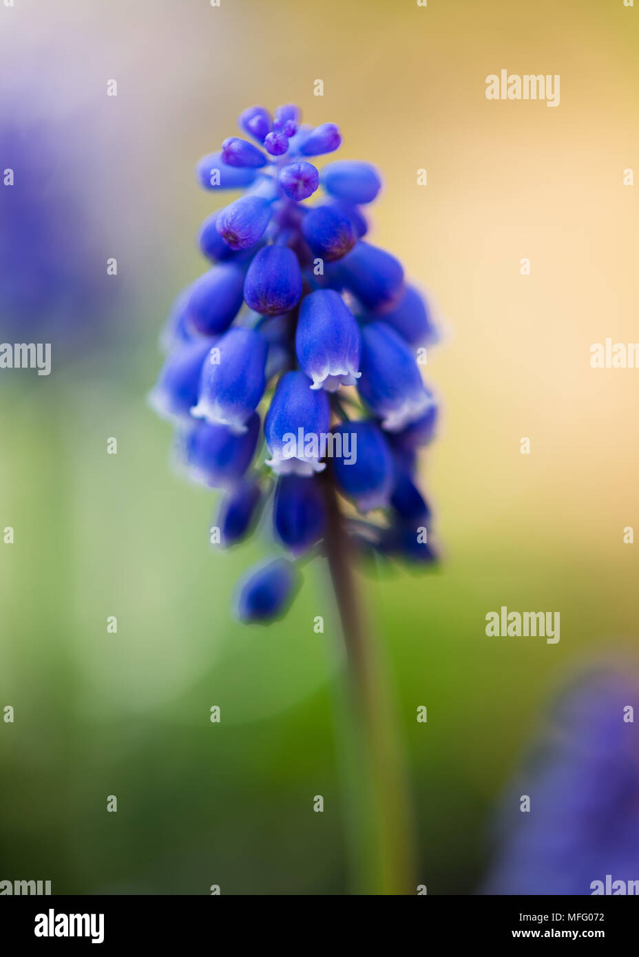 Light blue muscari hi-res stock photography and images - Alamy