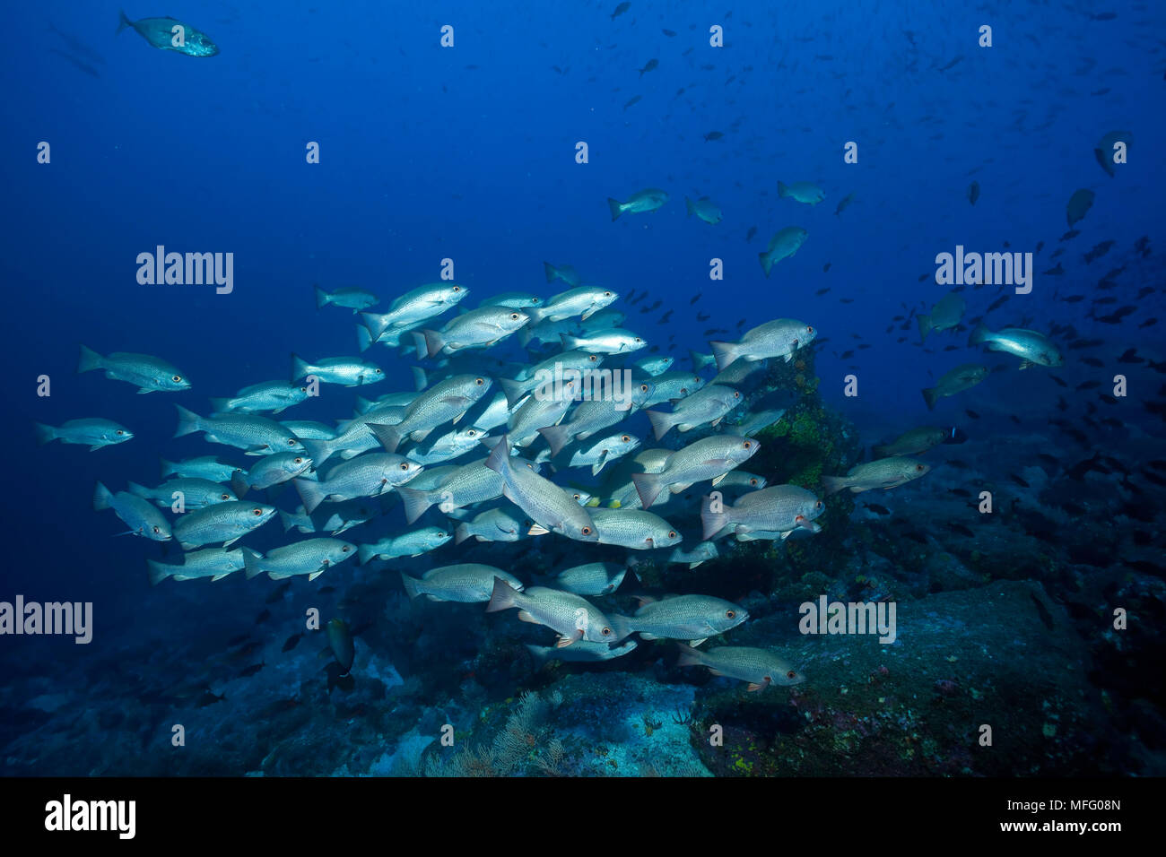 Shoal of peruvian, gray or Galapagos grunt, Orthopristis sp., Galapagos ...
