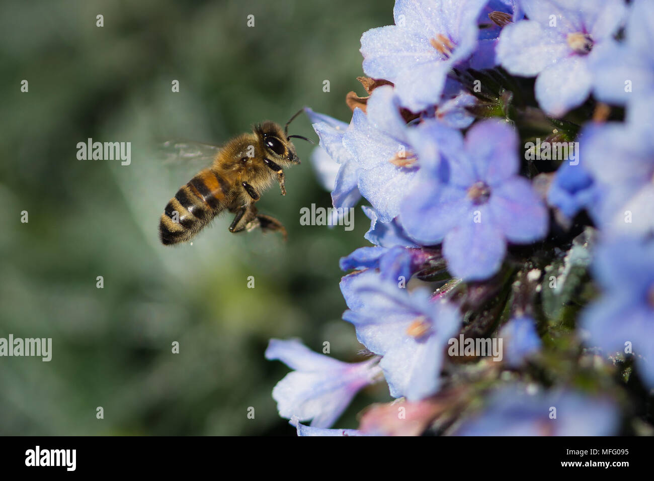 Garden flight insect flower hi-res stock photography and images - Alamy