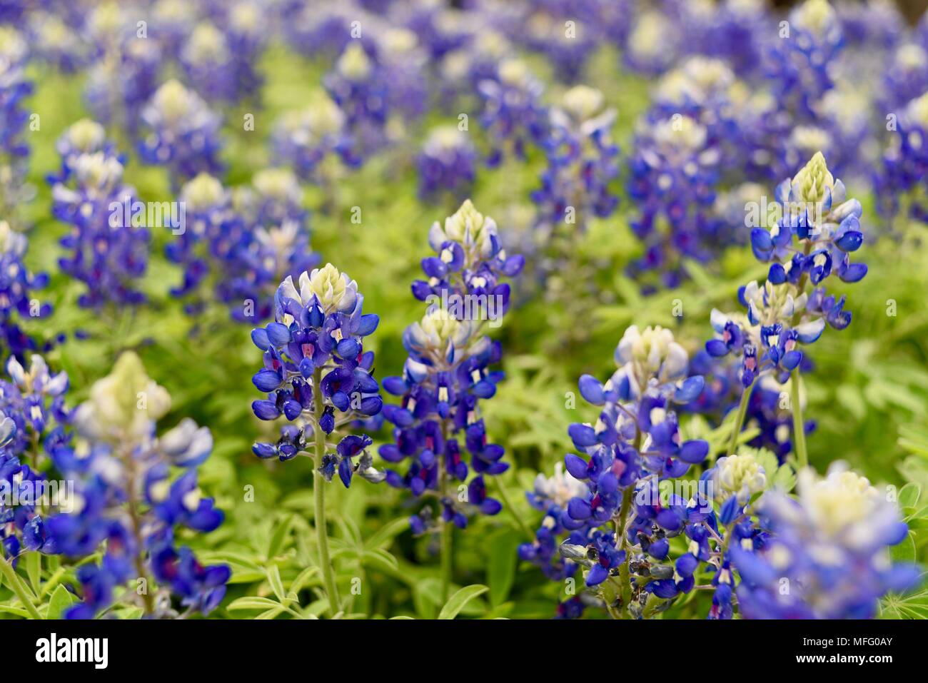 Spring blooming of Texas Bluebonnets (state flower of Texas) growing ...
