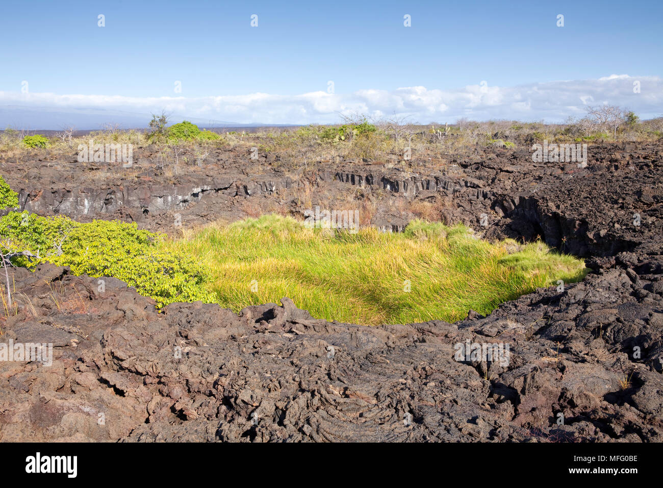 volcano mouth with grass, Moreno Point, Isabela Island, Galapagos ...