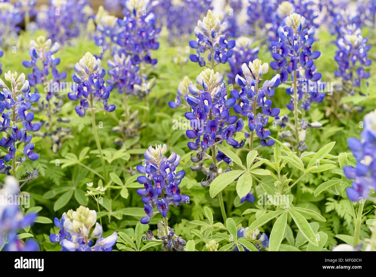 Spring blooming of Texas Bluebonnets (state flower of Texas) growing ...