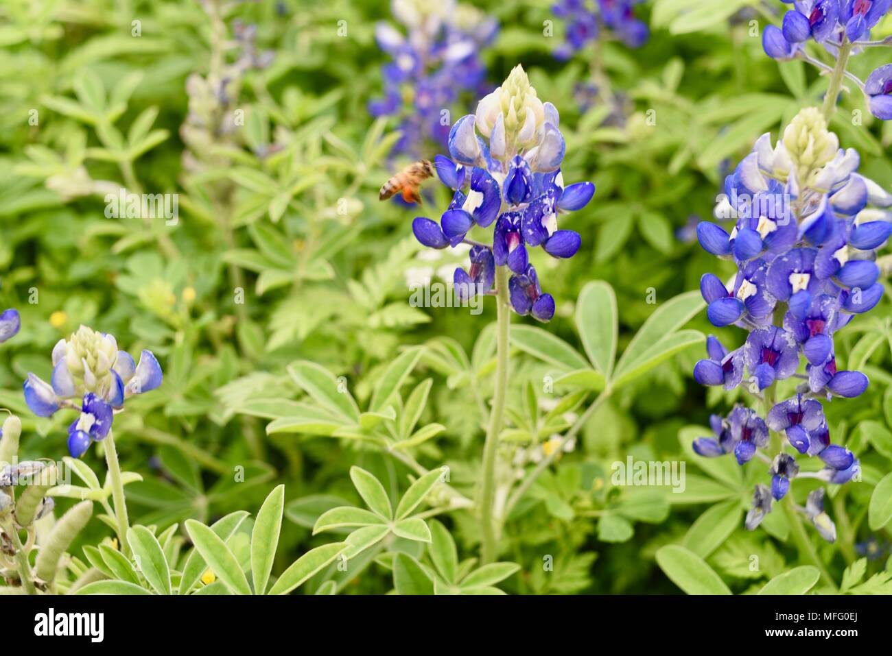 Spring blooming of Texas Bluebonnets (state flower of Texas) growing ...