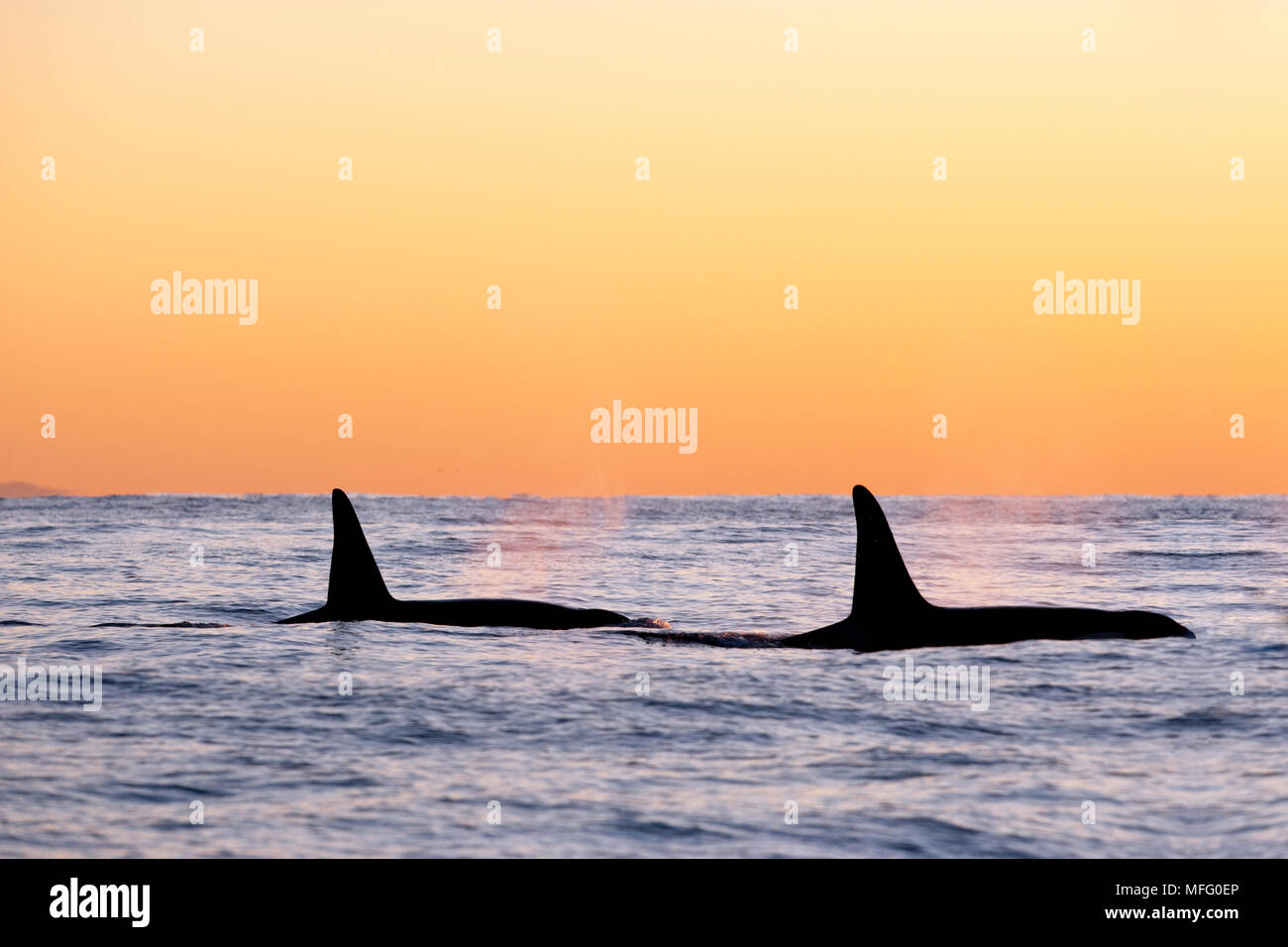 Orca Sunset