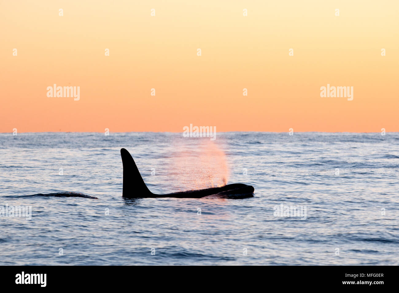 Killer whale, Orcinus orca at sunset, Norway, Atlantic Ocean Stock ...