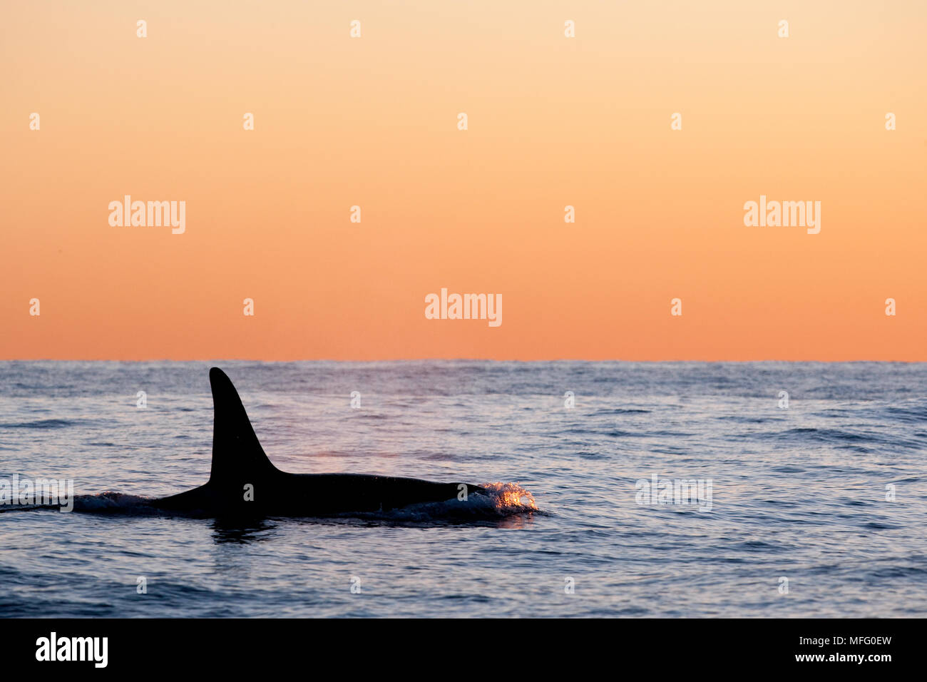 Killer whale, Orcinus orca at sunset, Norway, Atlantic Ocean Stock ...