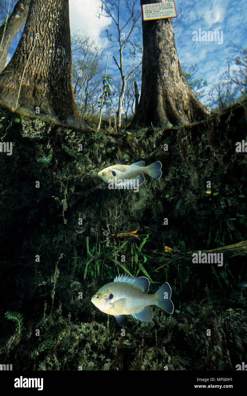 Redear sunfish High Resolution Stock Photography and Images - Alamy