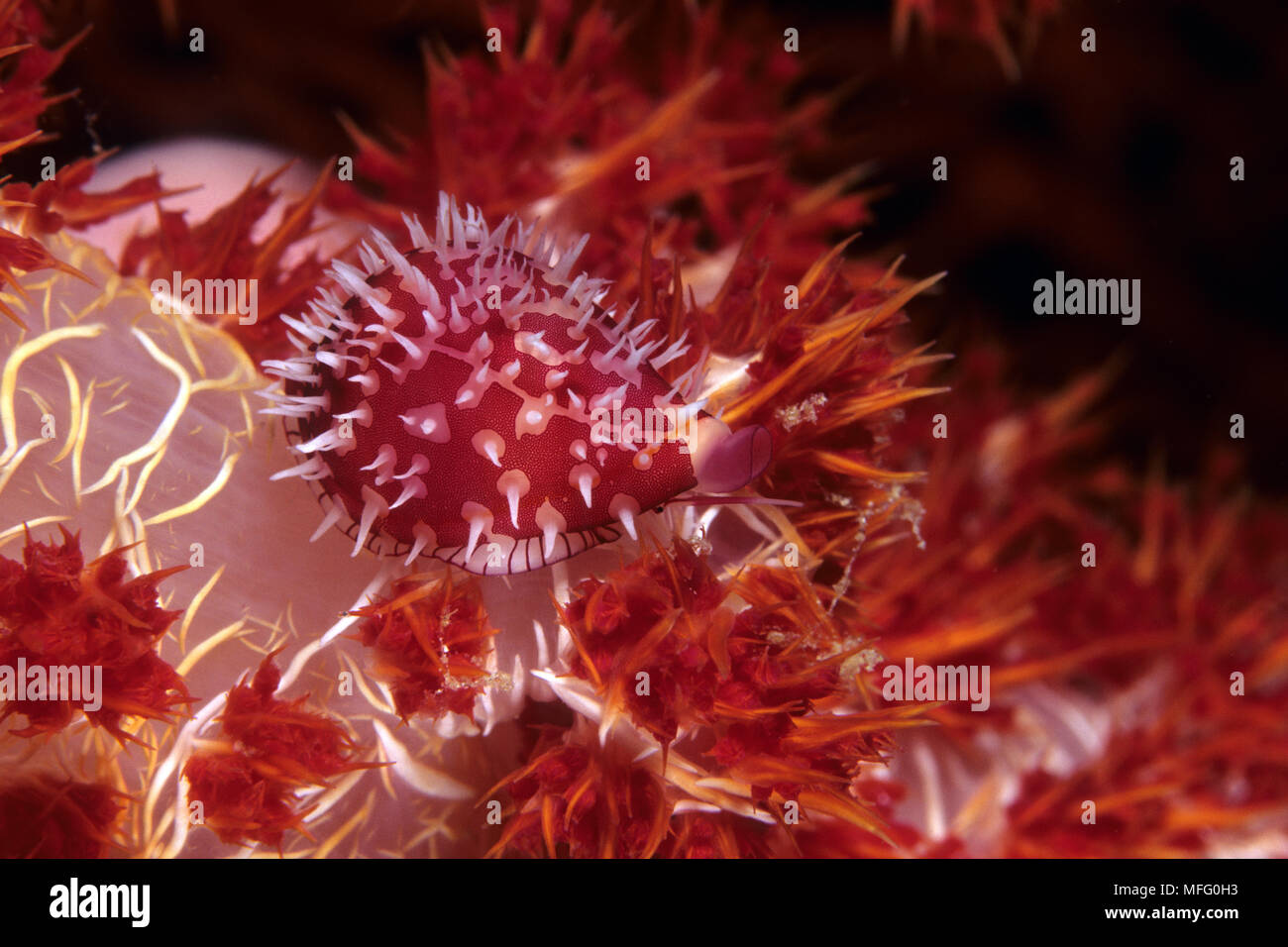 Allied cowrie, Pseudosimnia sinensis on soft coral, Dendronephthya sp ...