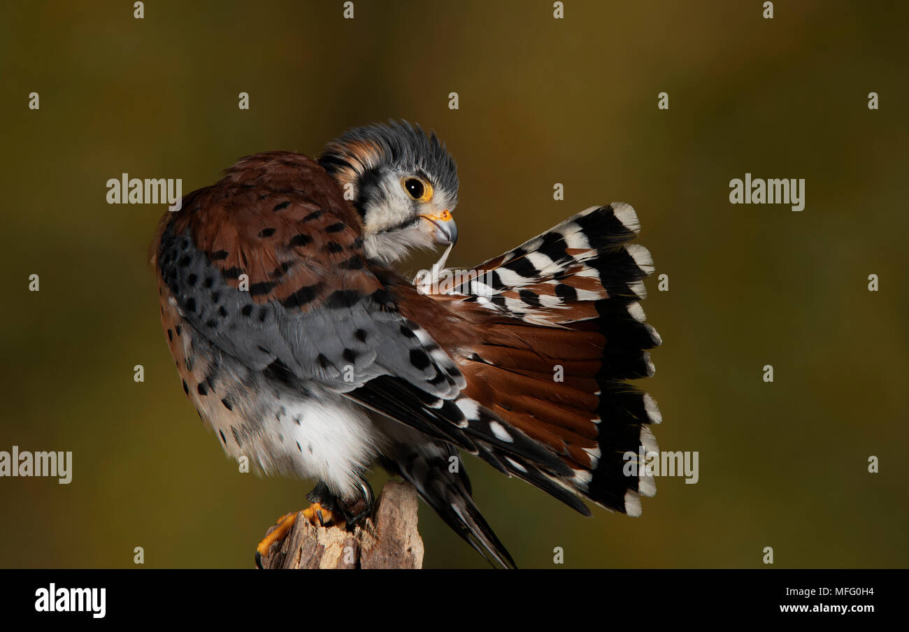 Female ketrel hi-res stock photography and images - Alamy