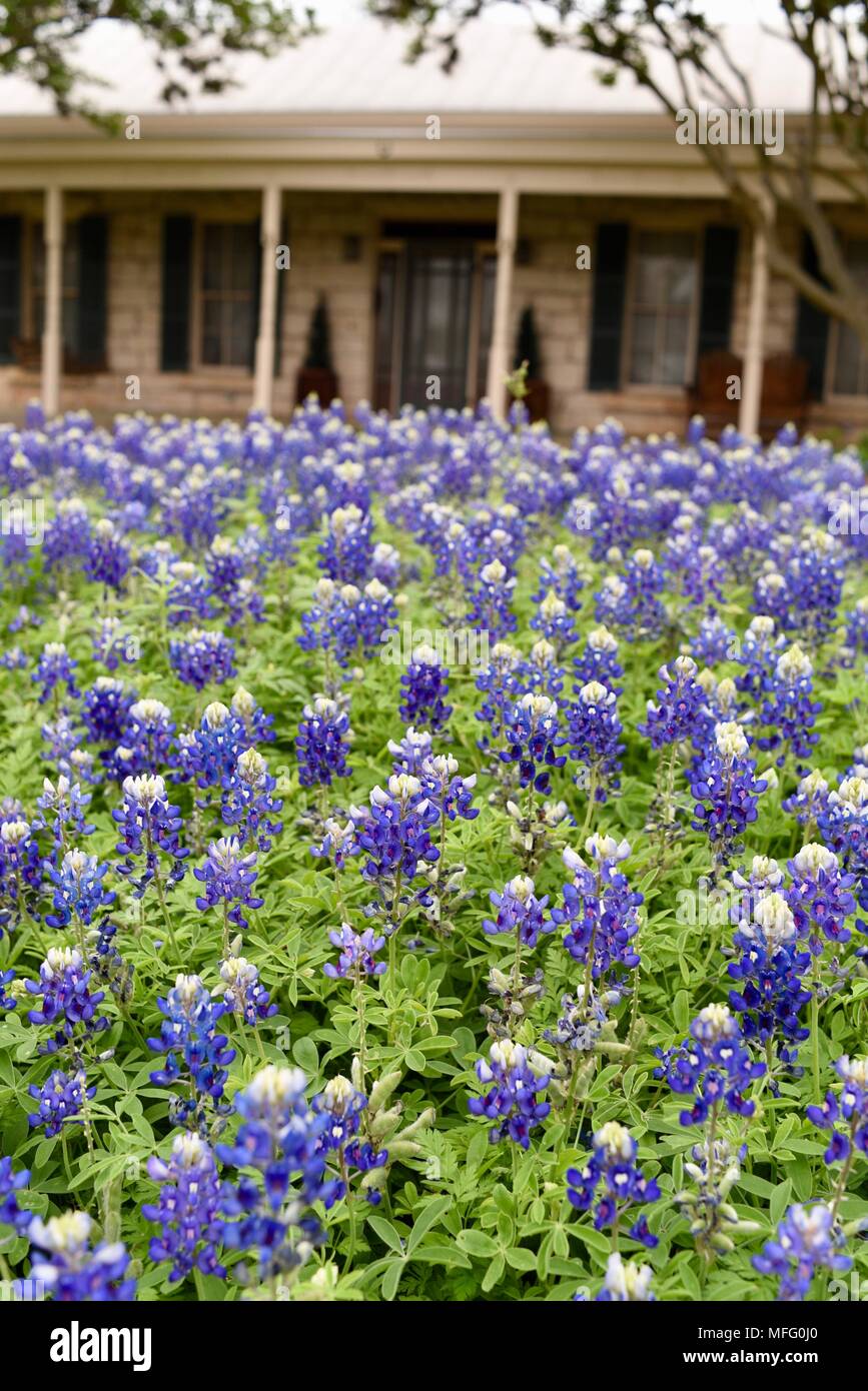 Spring blooming of Texas Bluebonnets (state flower of Texas) growing in ...