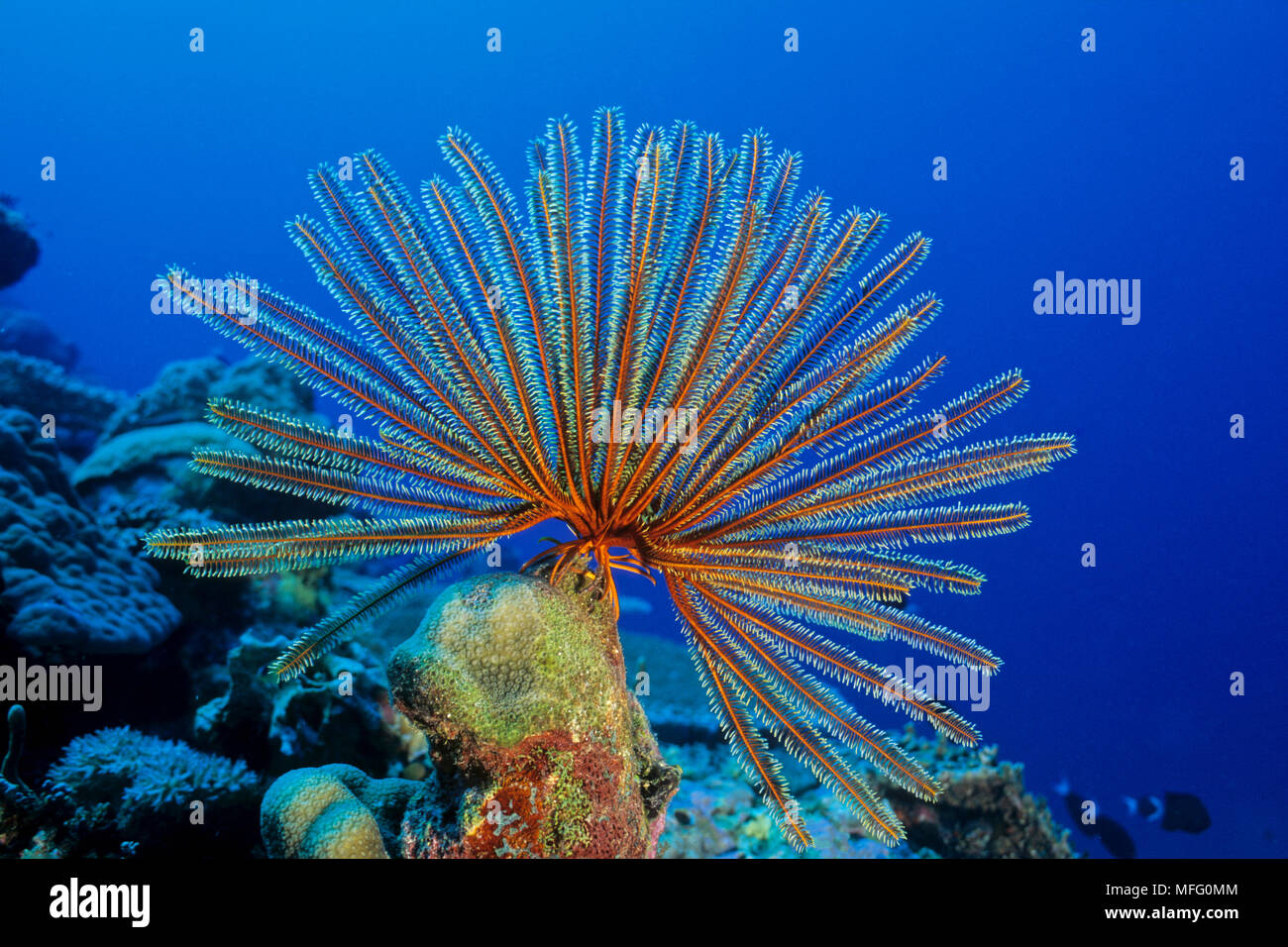 Crinoid or feather star with opened arms to filter food, Walindi, West ...