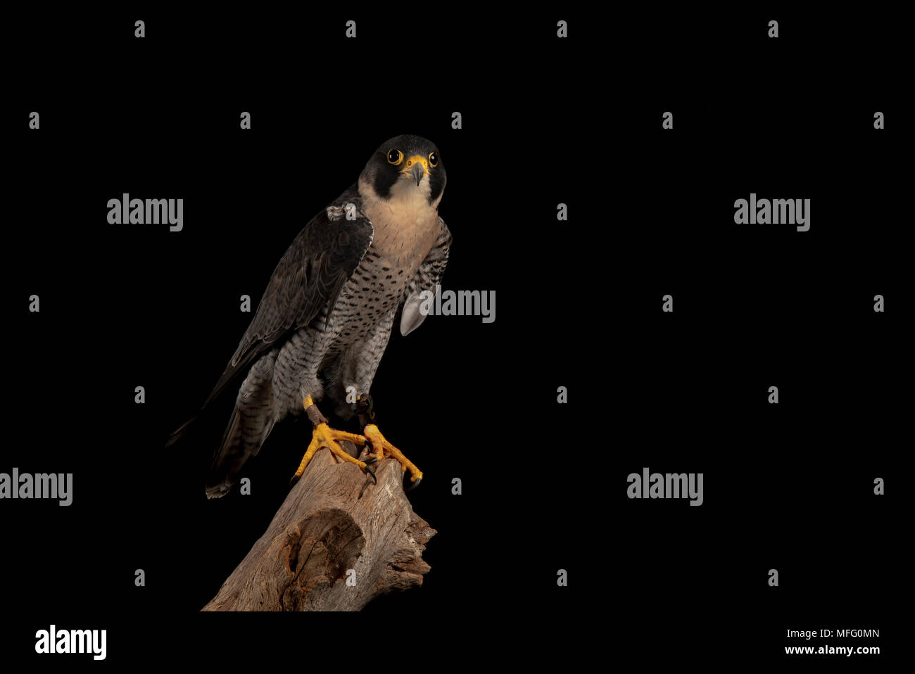 Peregrine falcon falco peregrinus head shot hi-res stock photography ...