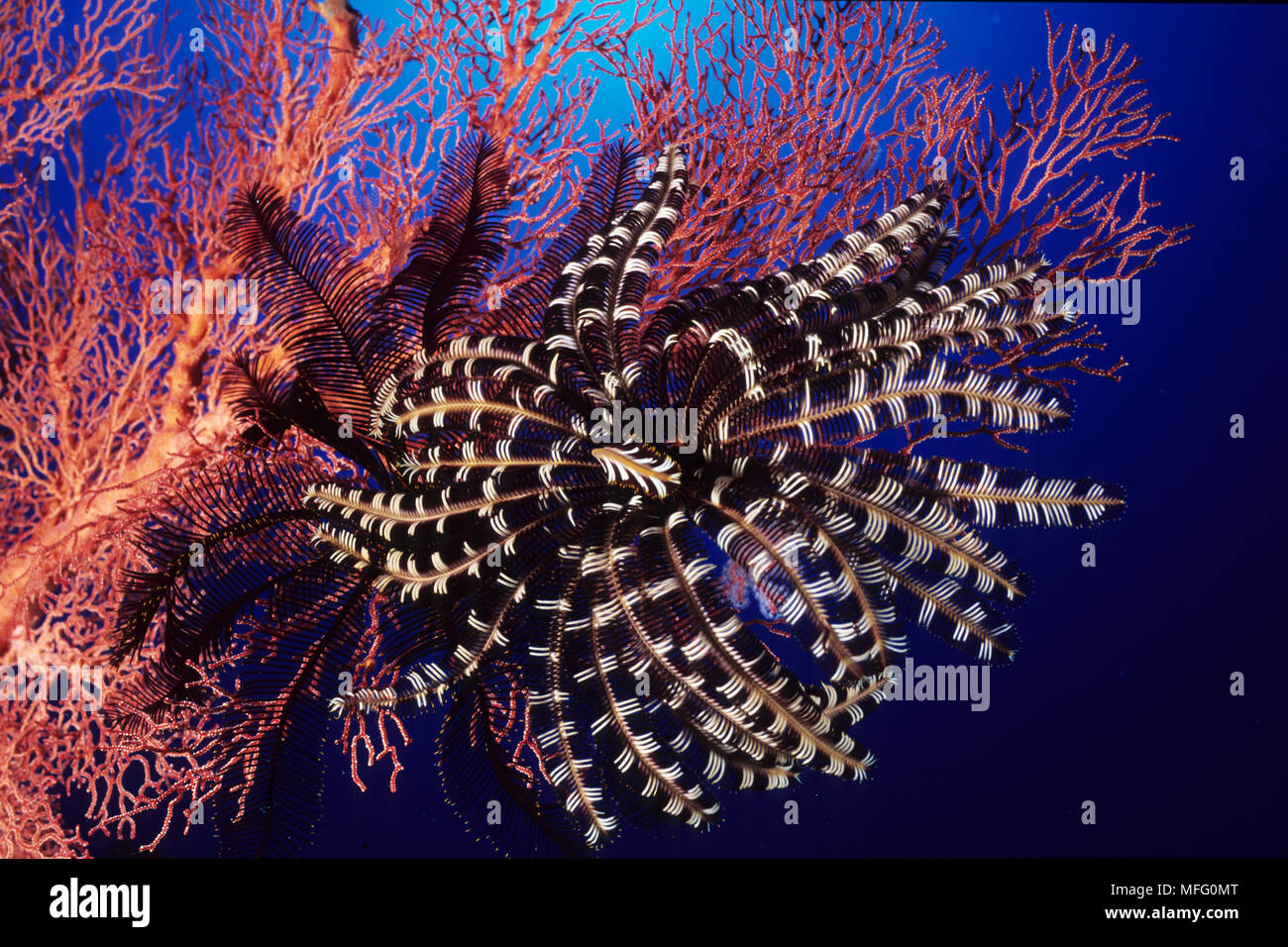 Crinoid or feather star attached to a seafan, Walindi, West New Britain ...