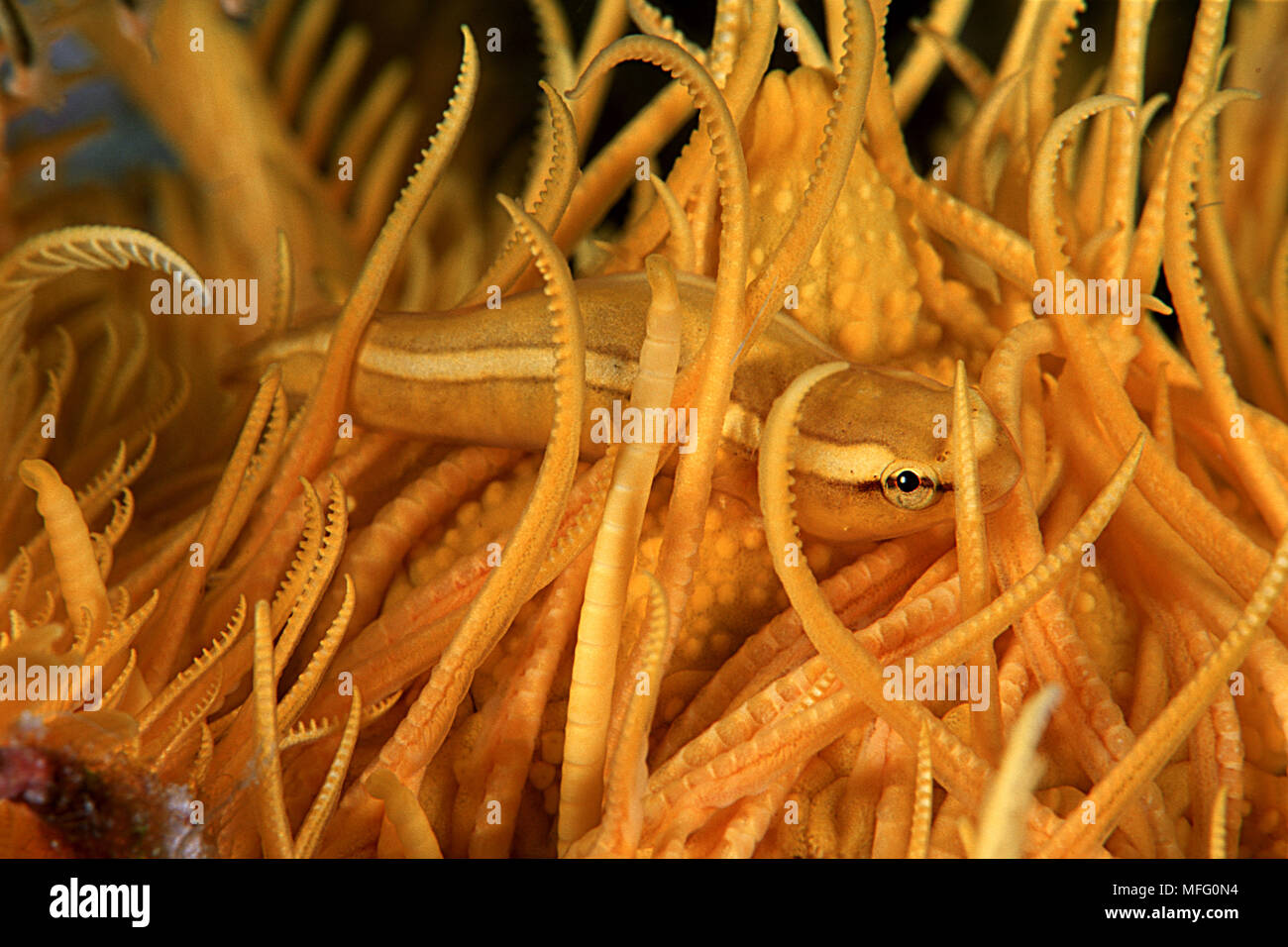 Featherstar clingfish, Discotrema crinophilum, Walindi, West New ...