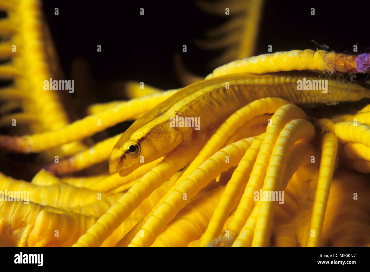 Crinophilum hi-res stock photography and images - Alamy