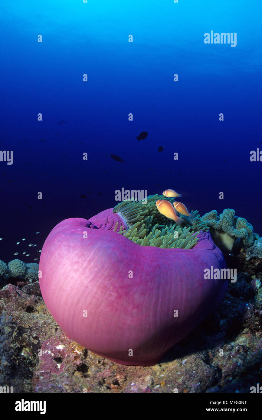 Couple of pink anemonefish in a closed anemone, Amphiprion perideraion ...