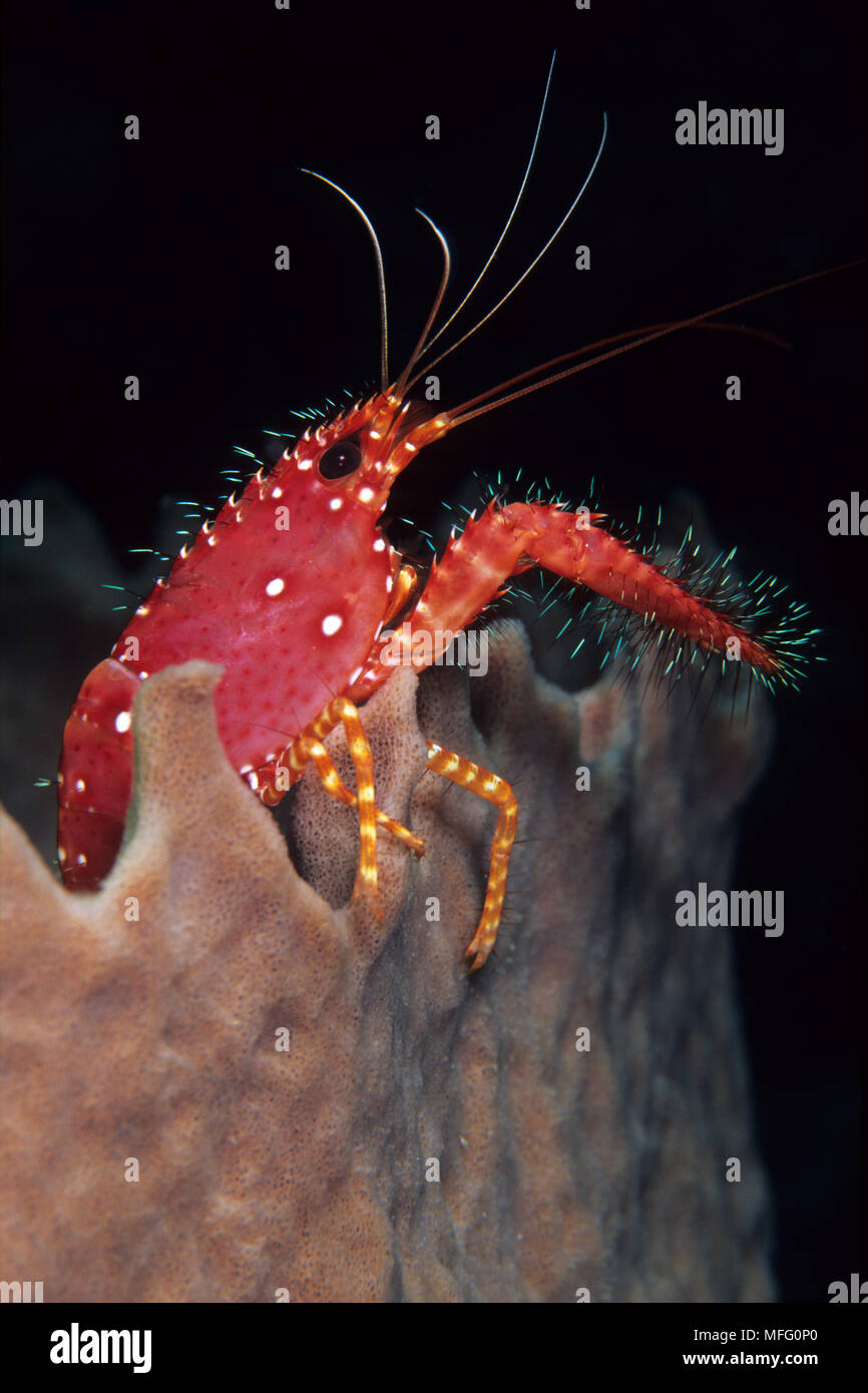 Red reef lobster on barrel sponge, Enoplometopus occidentalis, Walindi ...