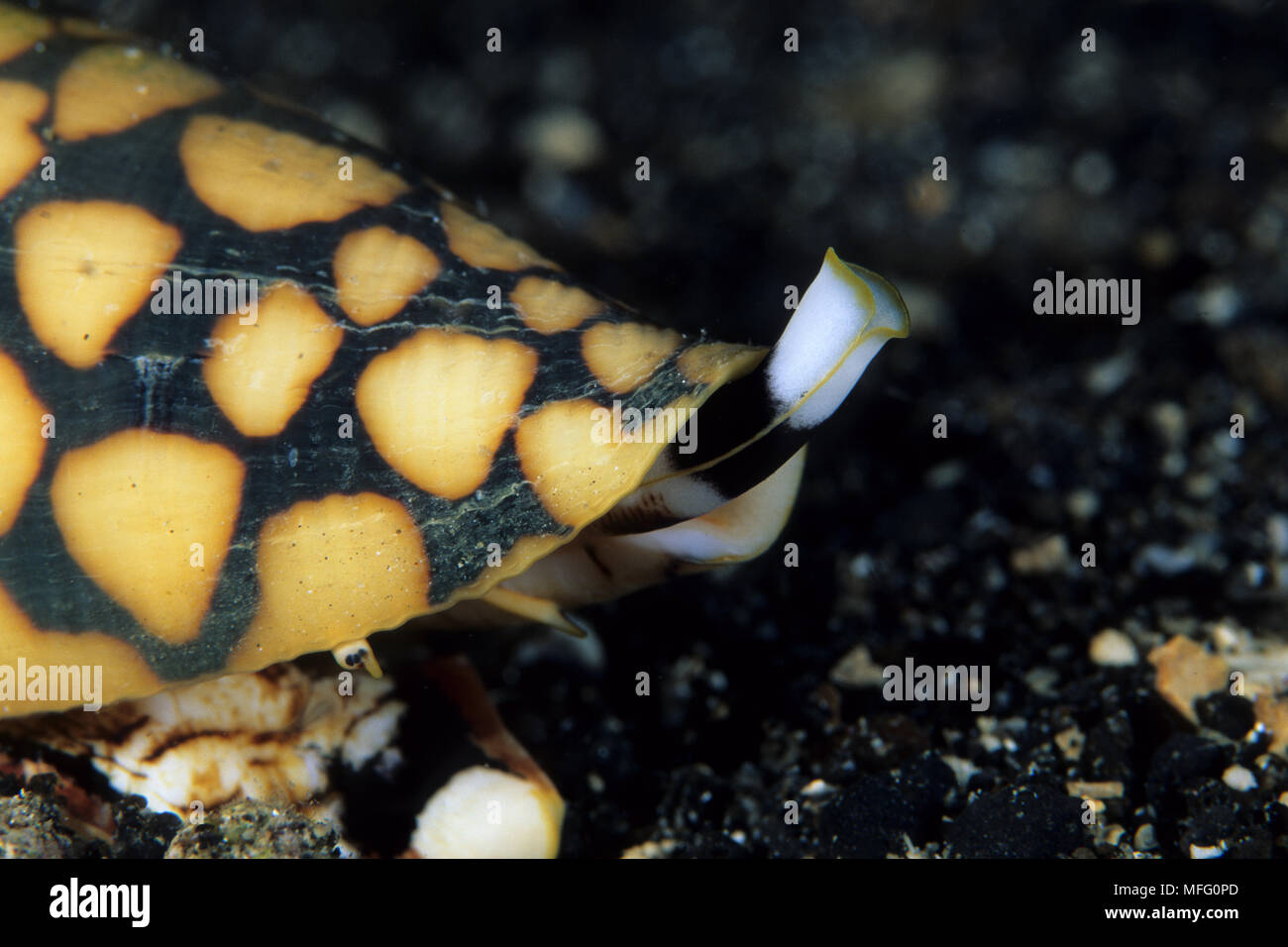 Mouth of cone shell, Conus marmoreus, Walindi, West New Britain, Papua ...
