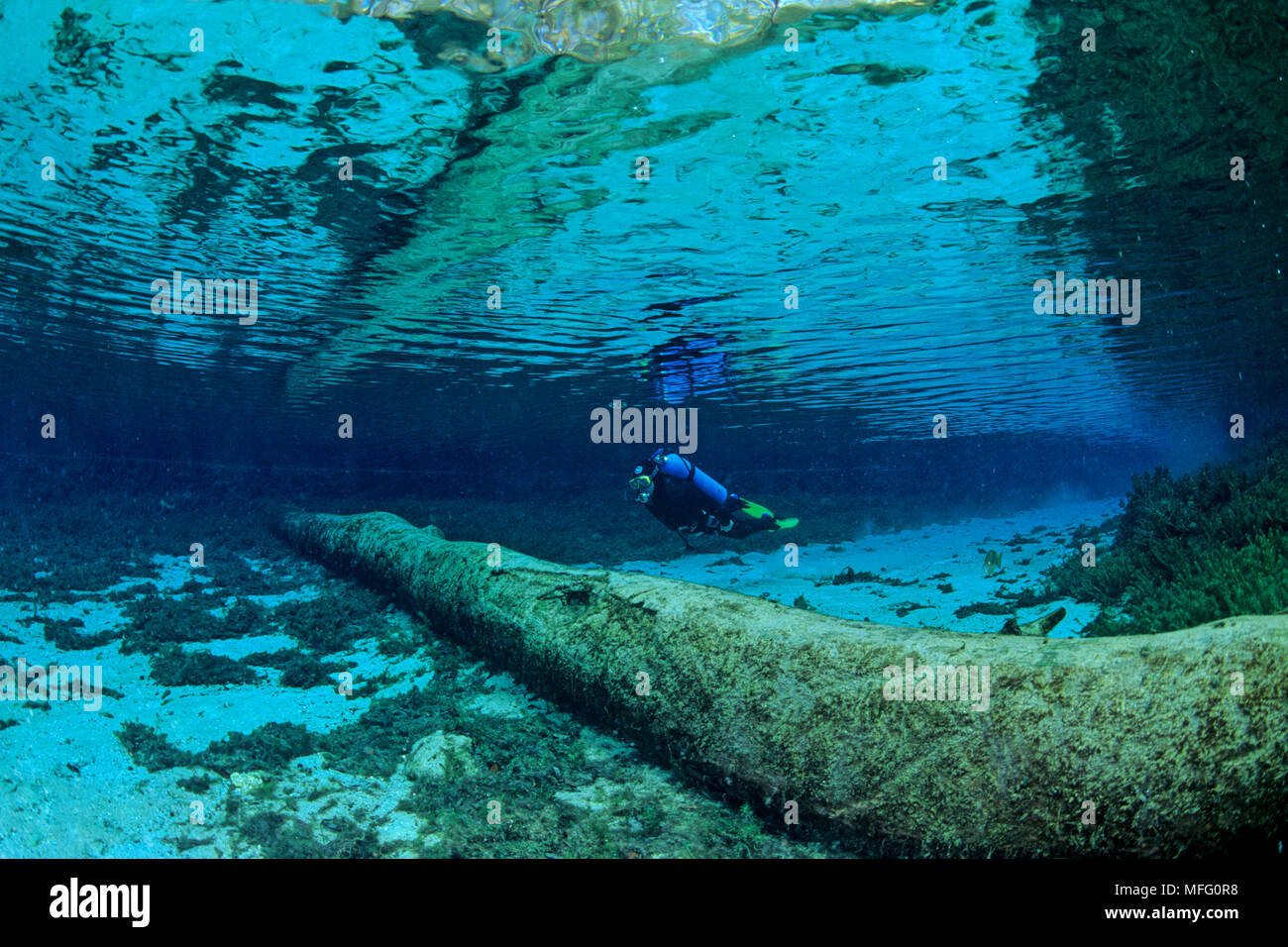 Scuba diver at Ginnie Spring, Florida, Unites States Stock Photo - Alamy