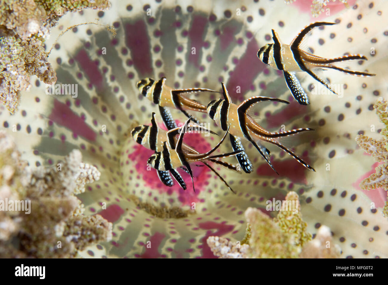 Banggai cardinal fish, Pterapogon kauderni, Endangered (IUCN), inside ...