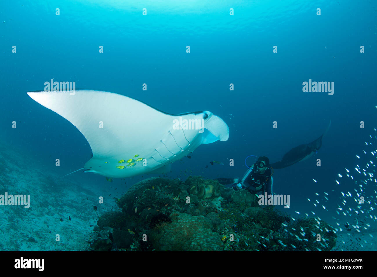 Manta sandy hi-res stock photography and images - Alamy