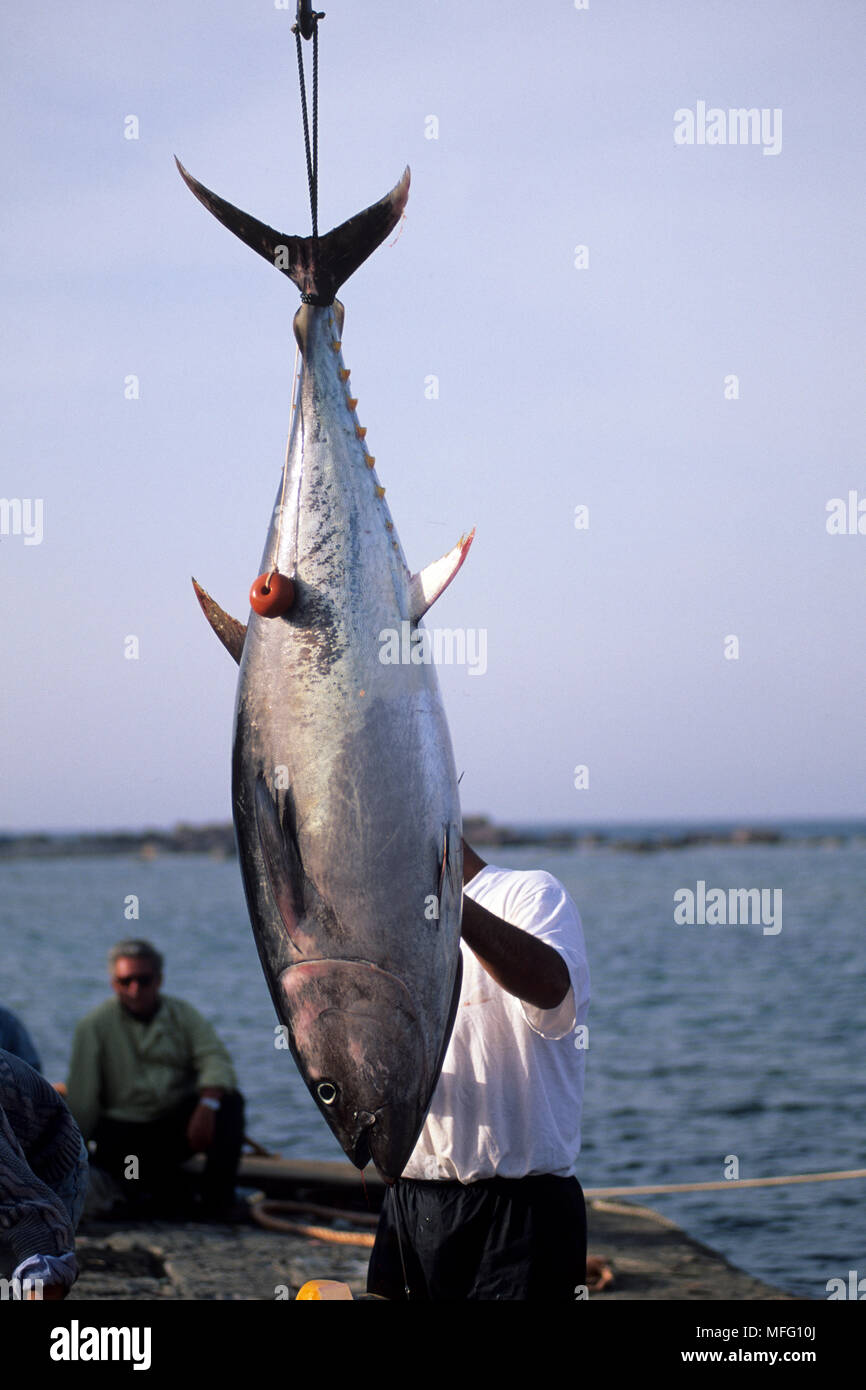 northern bluefin tuna, Thunnus thynnus, Vulnerable (IUCN), caught in ...