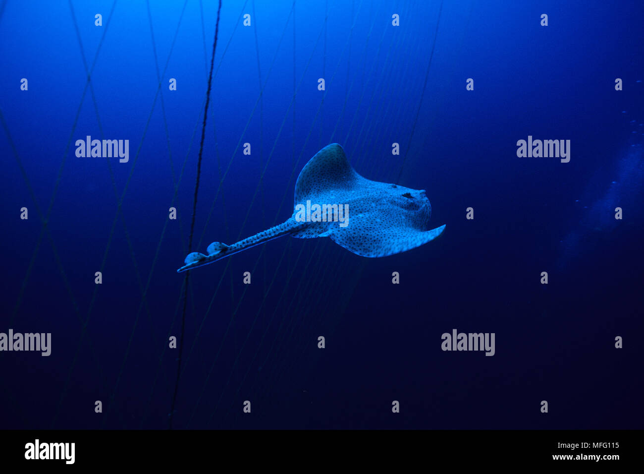 Blonde ray, Raja brachyura, Carloforte, San Pietro Island, Sardinia ...