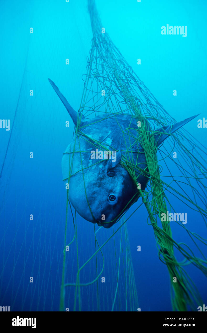 ocean sunfish, Mola mola caught in the net, inside the tuna pens ...