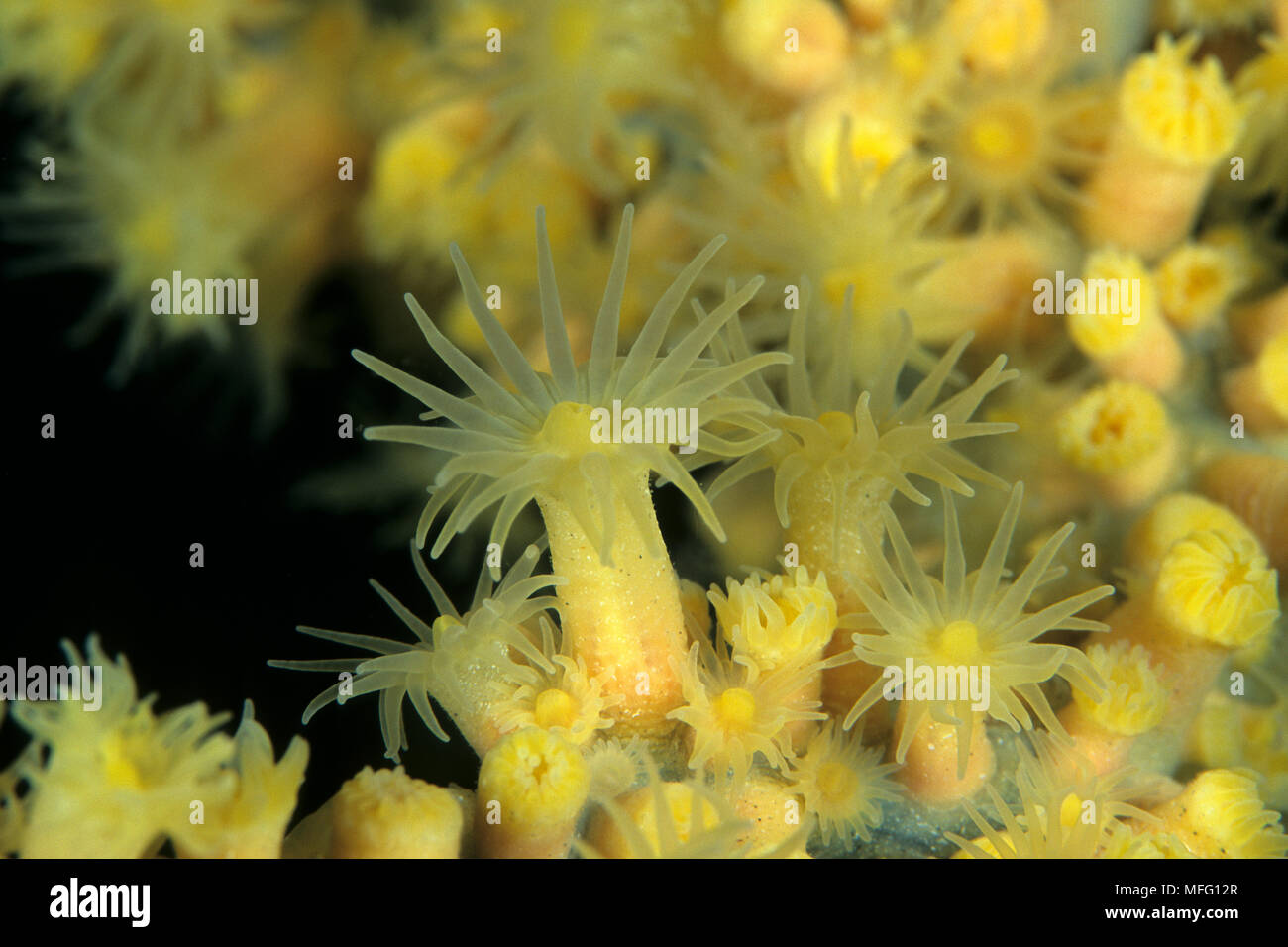 Polyps of Mediterranean Black coral, Gerardia Savaglia, Santa Teresa ...