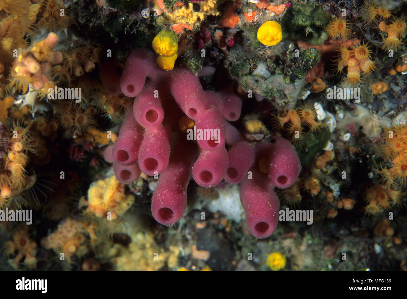 Pink tube sponge, Haliclona Mediterranea, Santa Teresa, Sardinia, Italy ...
