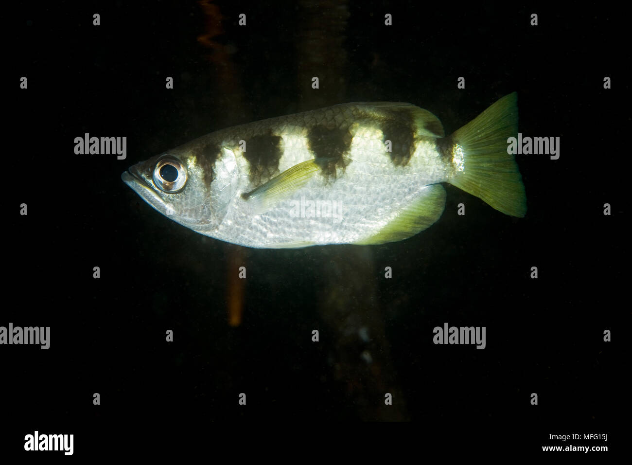Archerfish toxotes hi-res stock photography and images - Alamy