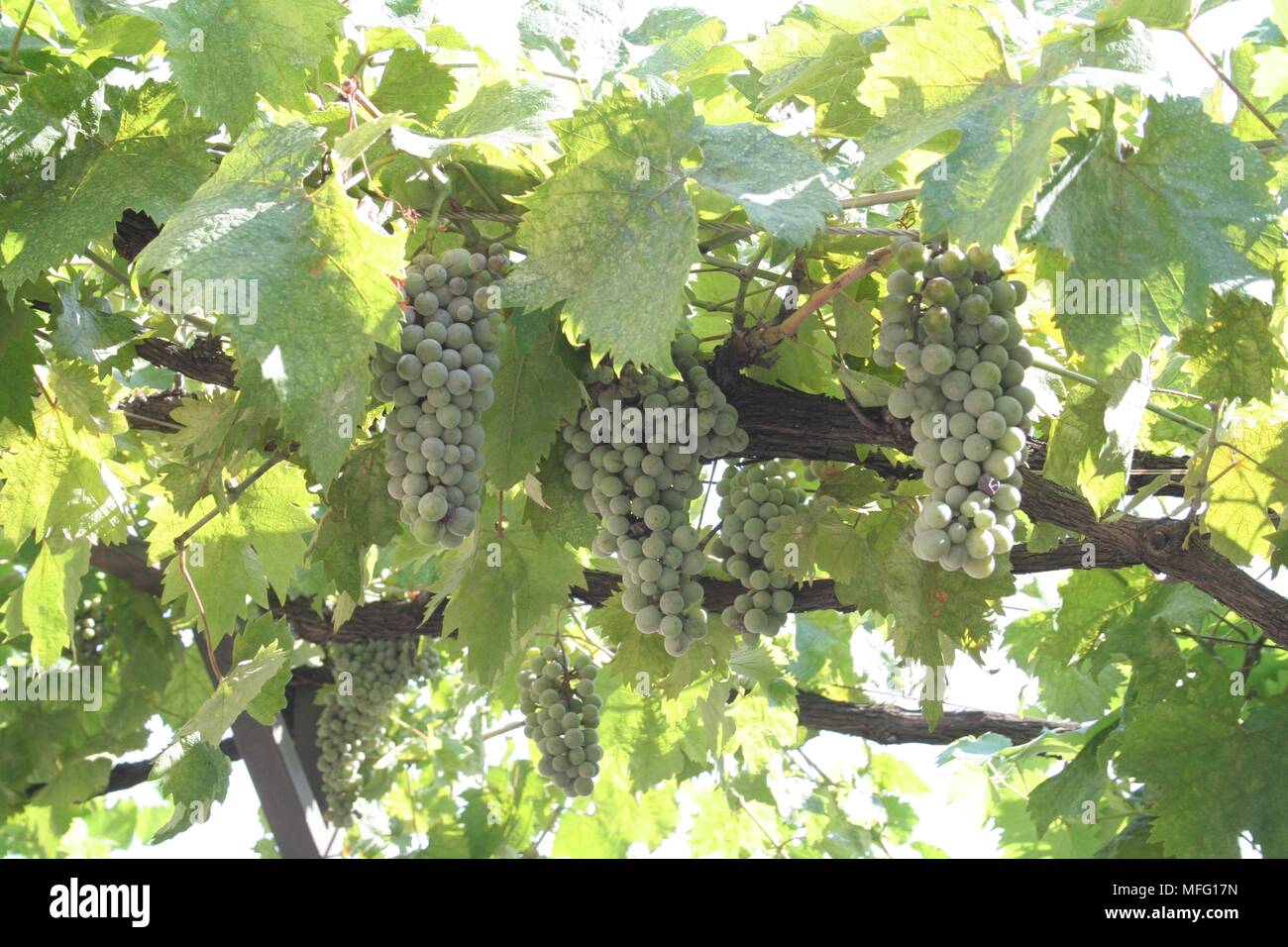 A grapevine growing in Thessaloniki, Greece Stock Photo - Alamy