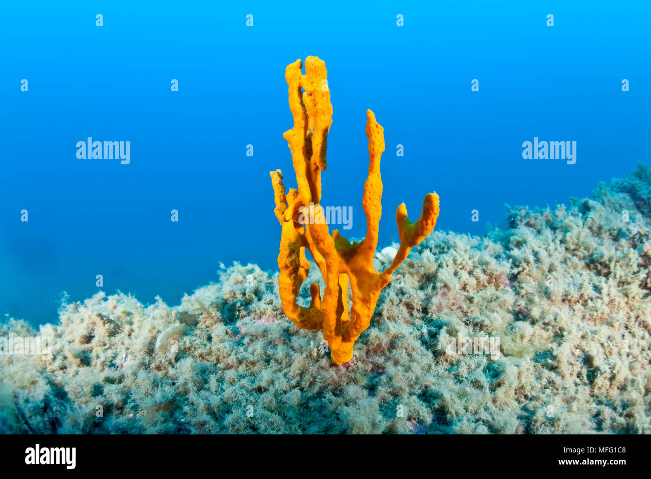 Tube sponge (Axinella cannabina) Larvotto Marine Reserve, Monaco ...