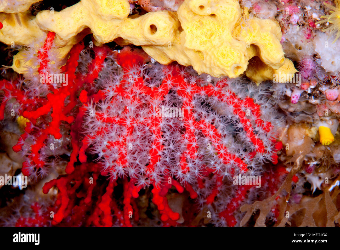 Red coral, Corallium rubrum, Vulnerable (IUCN), Santa Teresa, Sardinia ...