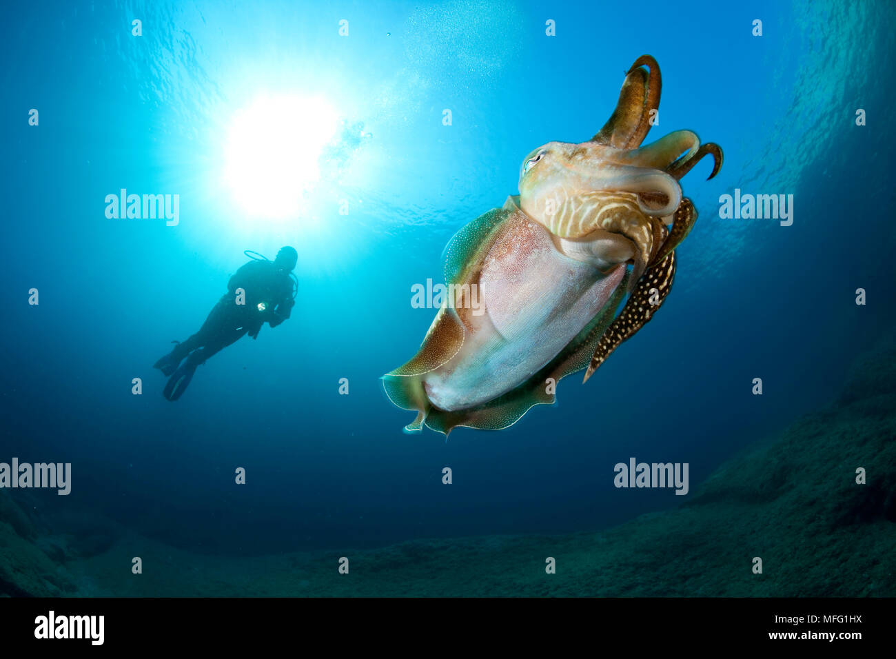 Sepia vis hi-res stock photography and images - Alamy