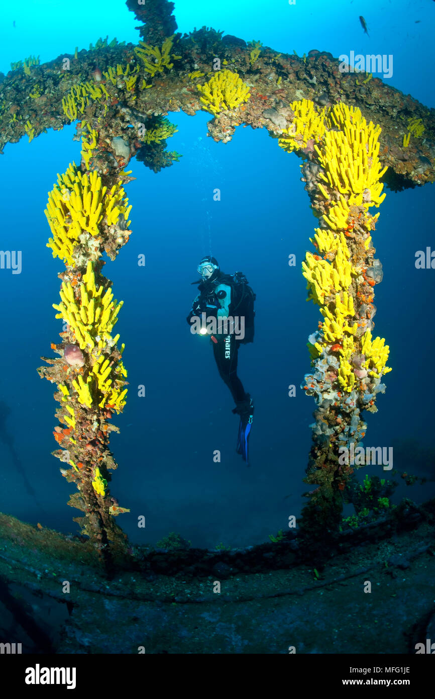 Scuba diver and yellow sponges, Aplysina cavernicola on Brioni ...