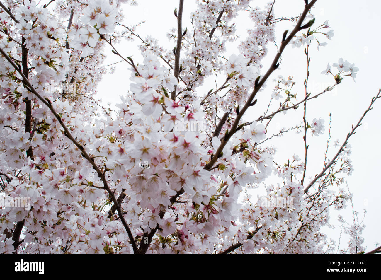 Exploding blossoms hi-res stock photography and images - Alamy