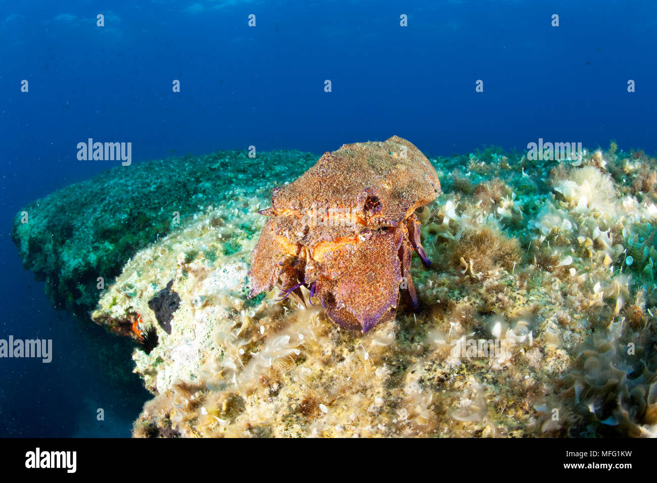 Mediterranean slipper lobster, Scyllarides latus, Stupiste In dive site ...