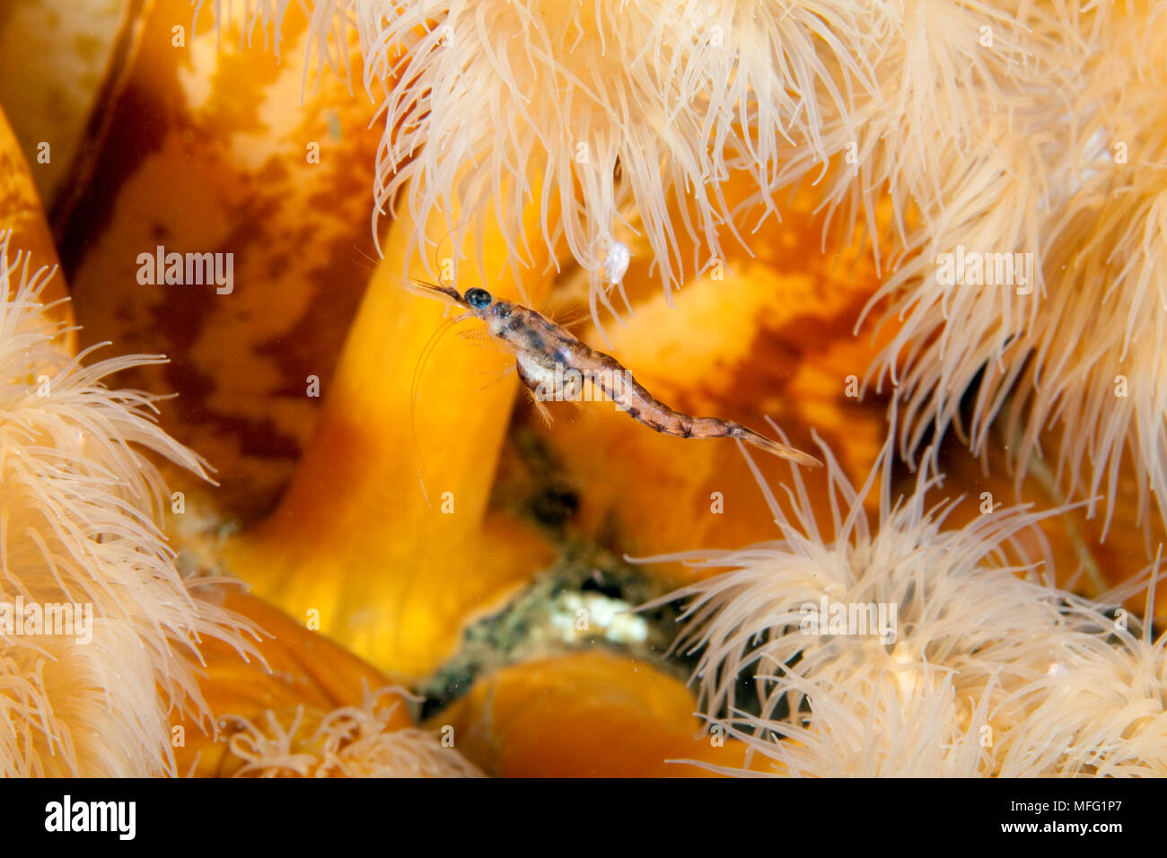 Mysid shrimp mysis oculata hi-res stock photography and images - Alamy