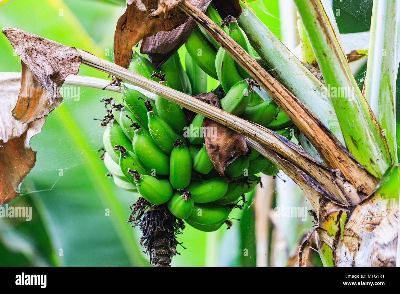 Banana tree with bunch of growing ripe green bananas Wolhusen Stock ...