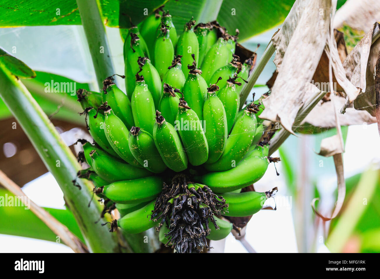 Bananas Growing Ripe