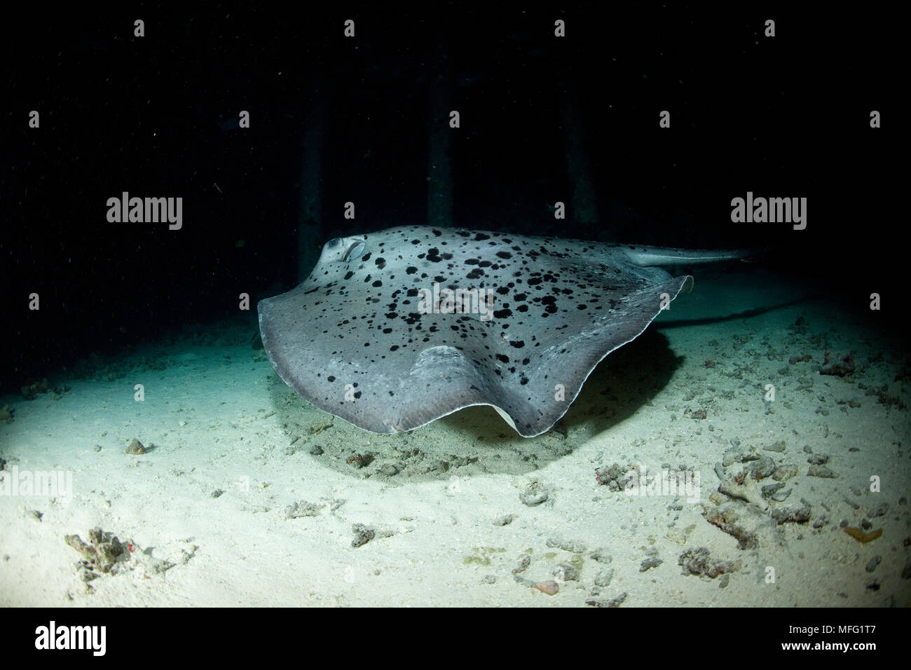 Marbled stingray, Taeniura meyeni, Maldives, Indian Ocean Stock Photo ...