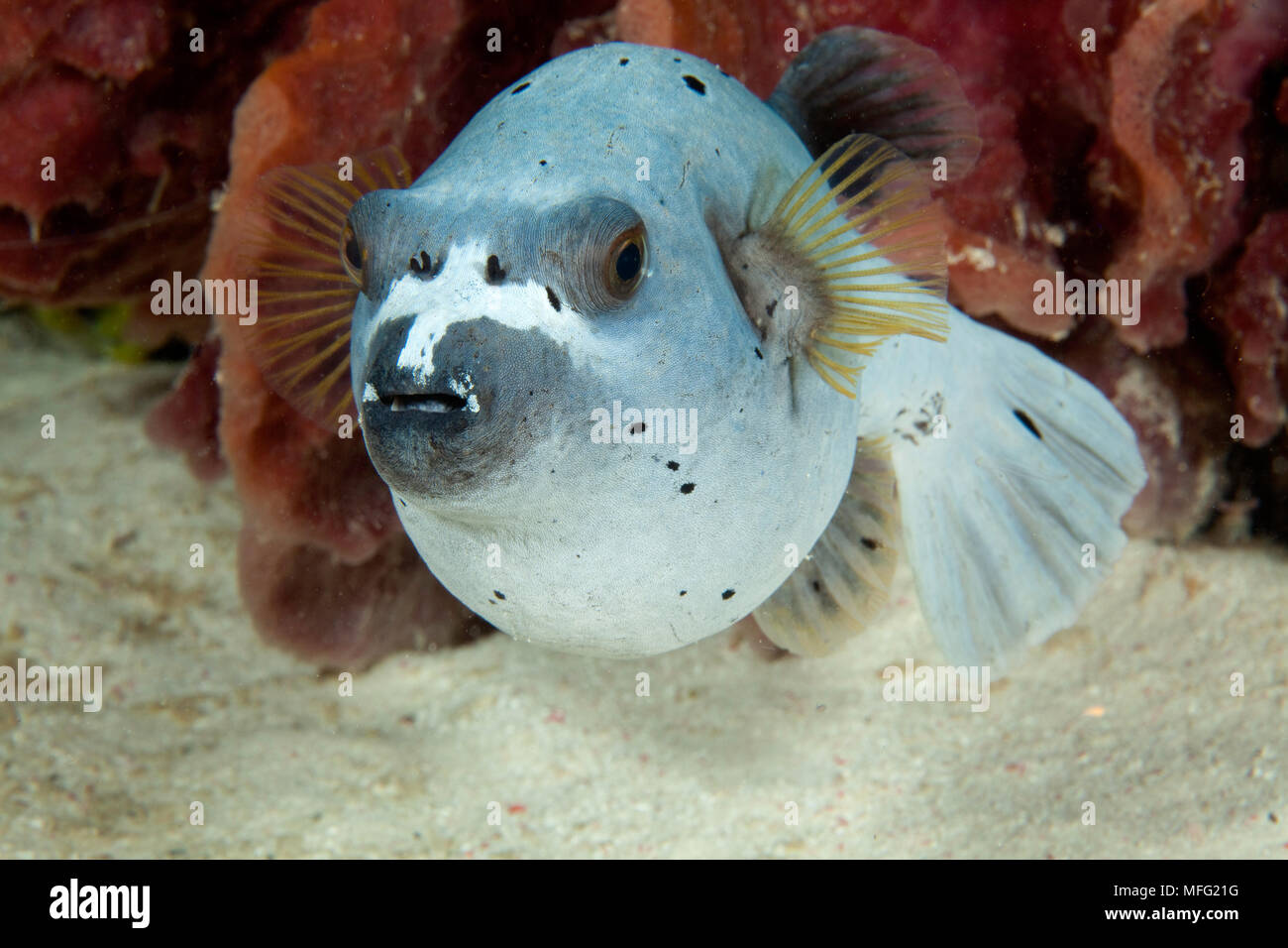 Blackspotted puffer fish, Arothron nigropunctatus, Tubbataha Natural ...